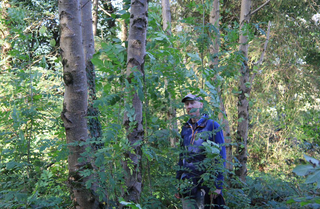 Permanent forests: with close to nature-continuous cover forestry – The ...