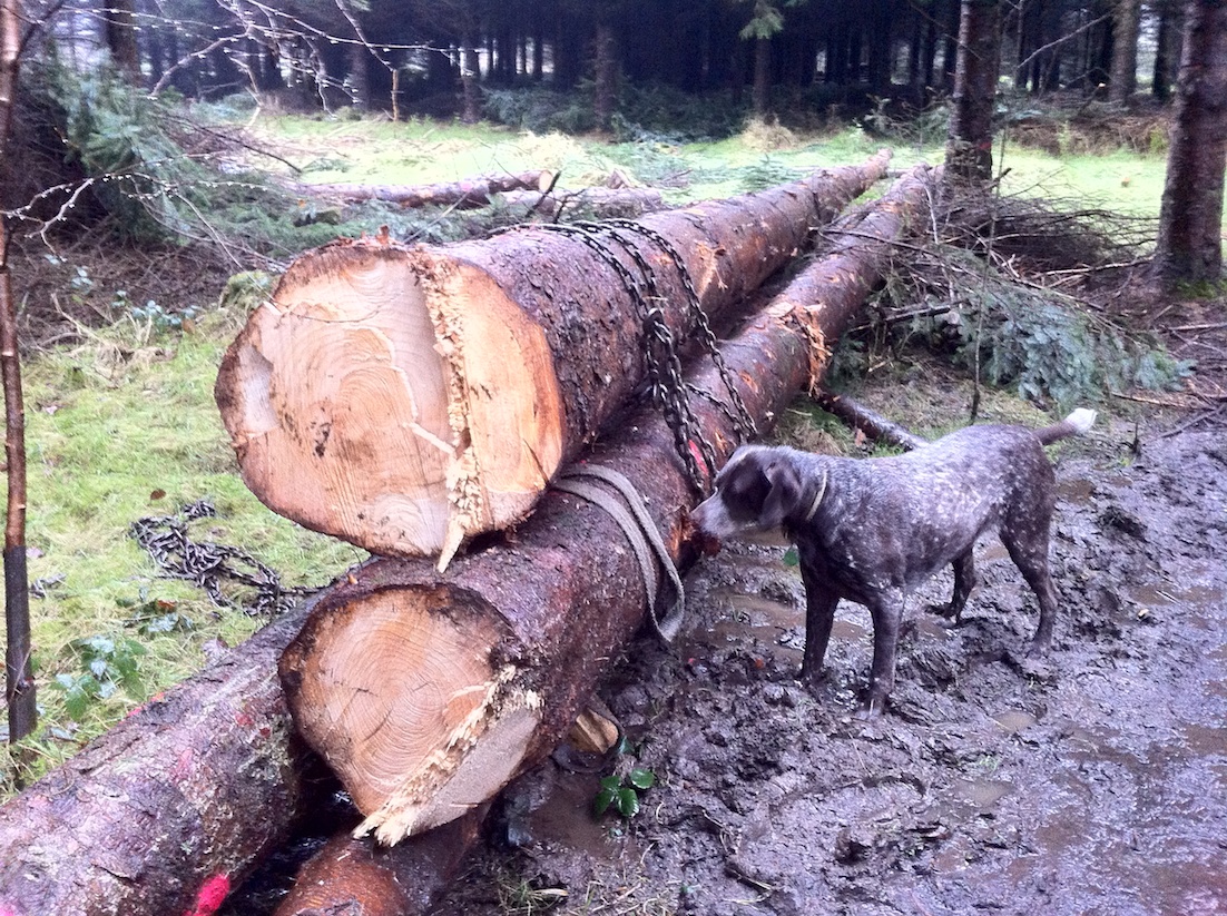 First timber from Hollywood is made into something special – The ...